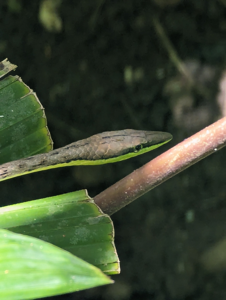 Köhler’s Vine Snake from Matama, Limón, Costa Rica on January 14, 2024 ...