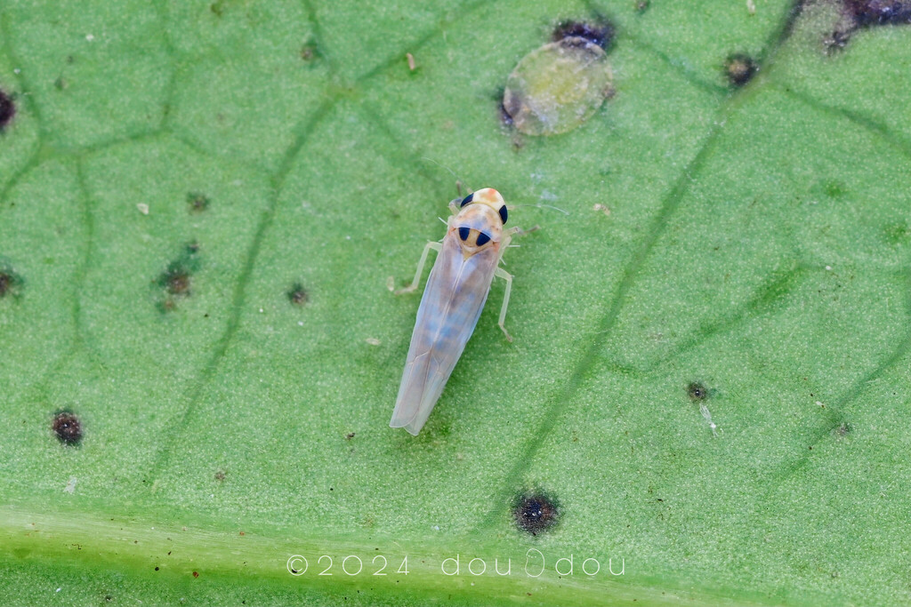 Arboridia from 中国浙江省杭州市临安区清凉峰 on December 31, 2023 at 08:28 PM by Fan ...