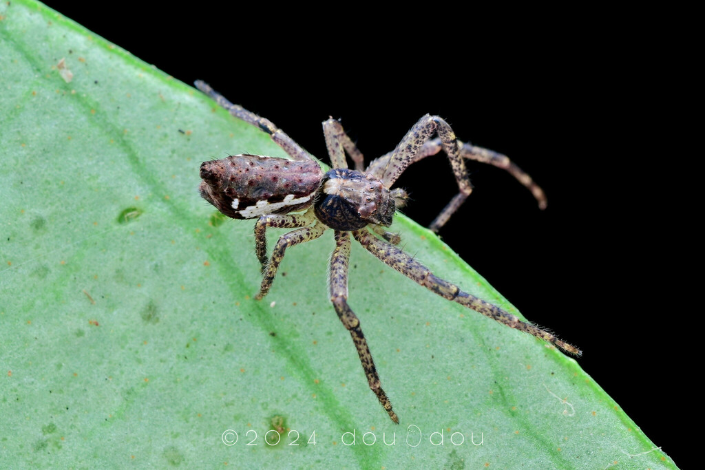Octopus Spiders from 中国浙江省杭州市临安区清凉峰 on December 31, 2023 at 10:06 PM by ...
