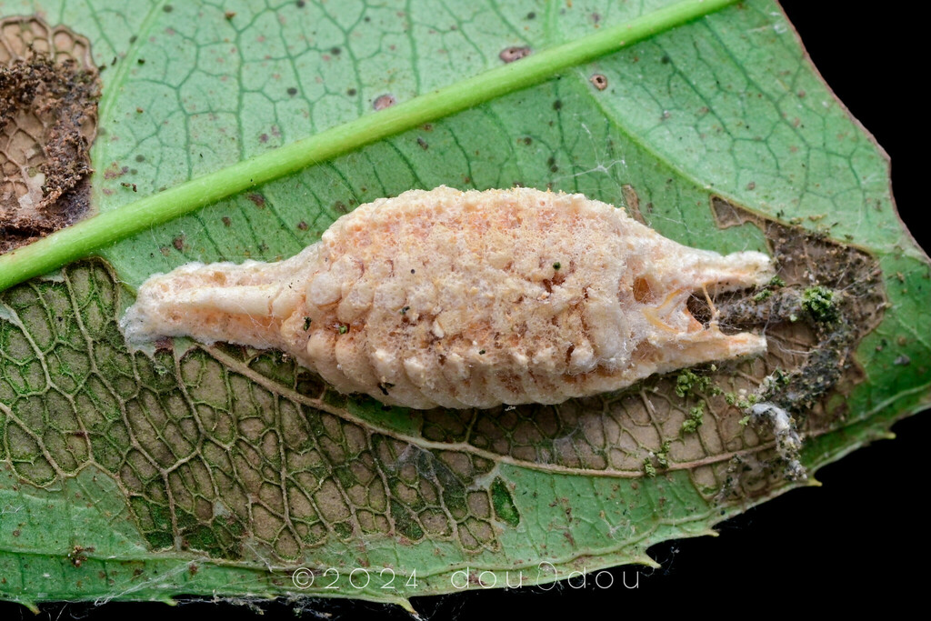 Asian Ant Mantises from 中国浙江省杭州市临安区清凉峰 on December 31, 2023 at 10:24 PM ...