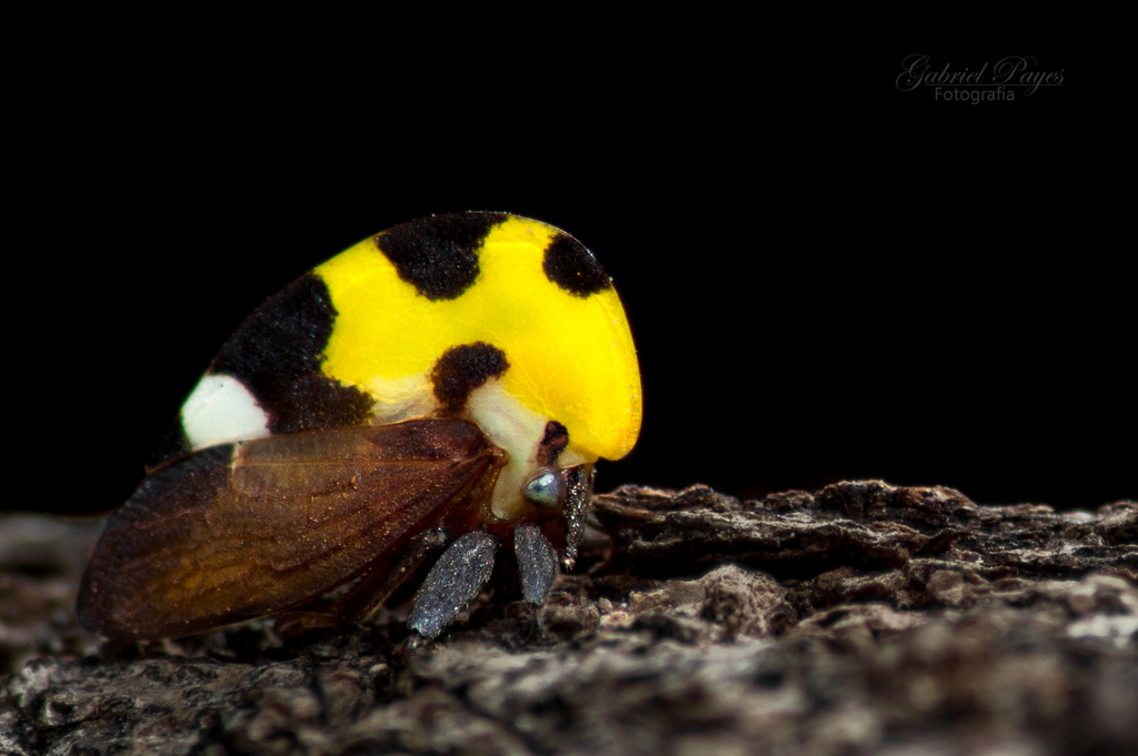 Mexican Treehopper from Unnamed Road, Guatemala on April 6, 2019 at 09: ...