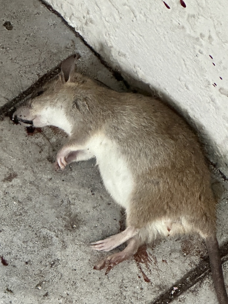 Brown Rat from Untermeyer Ct, North Fort Myers, FL, US on January 15 ...