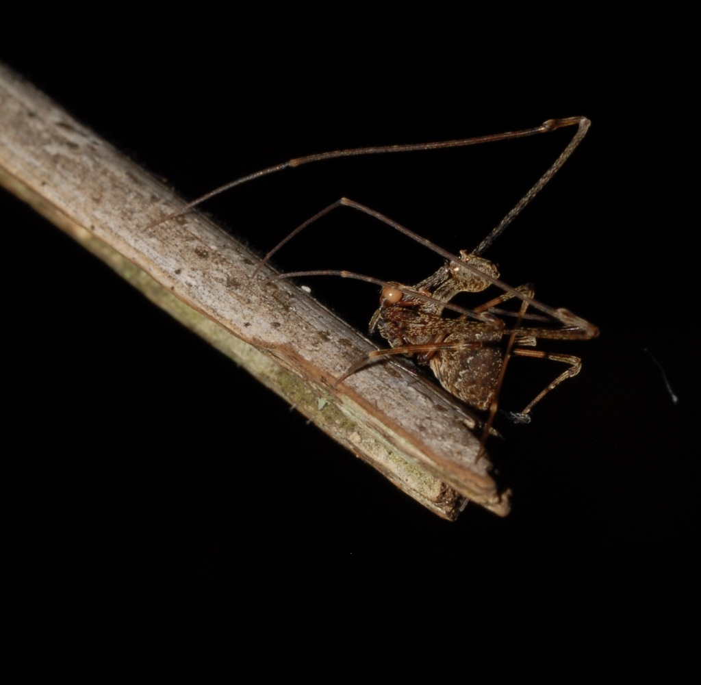 Eriauchenus workmani from Ankazobe, Madagascar on January 12, 2024 at ...