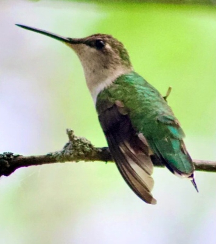 Ruby-throated Hummingbird from Shadow Wood, Coral Springs, FL, USA on ...