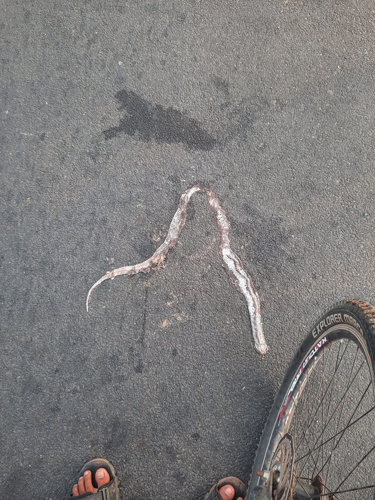 Snakes from Dulanapur, Odisha 754007, India on January 14, 2024 at 07: ...