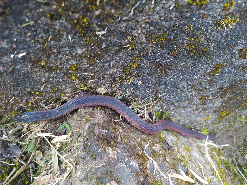 Common Rough-sided Snake in December 2023 by Lakshitha Pasindu ...