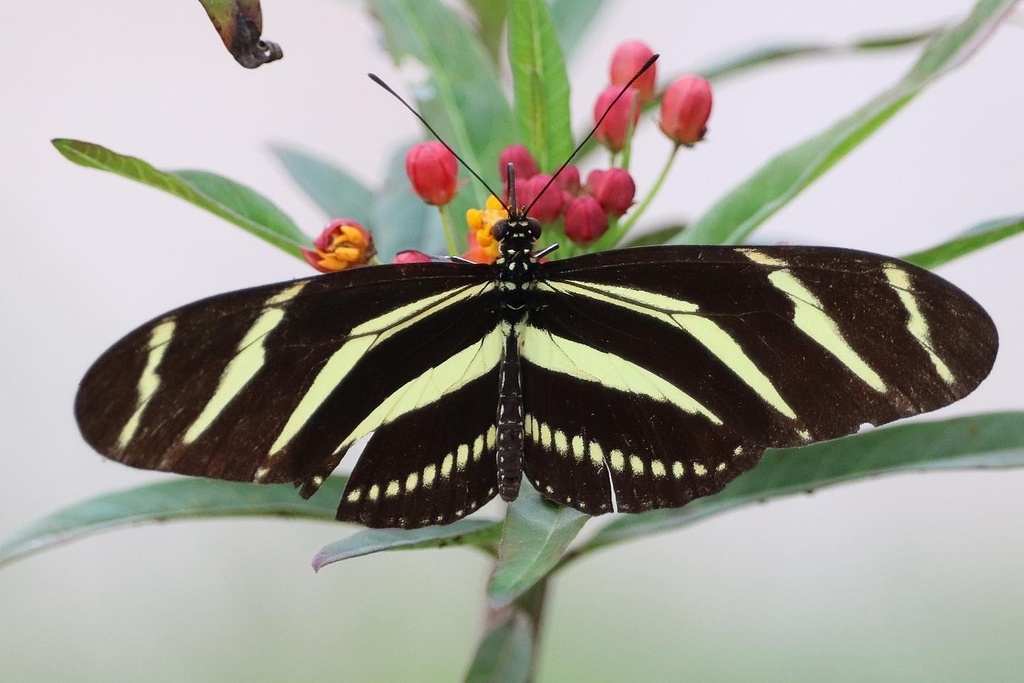Zebra Longwing from Butterfly Park Dr, Mission, TX, US on December 3 ...