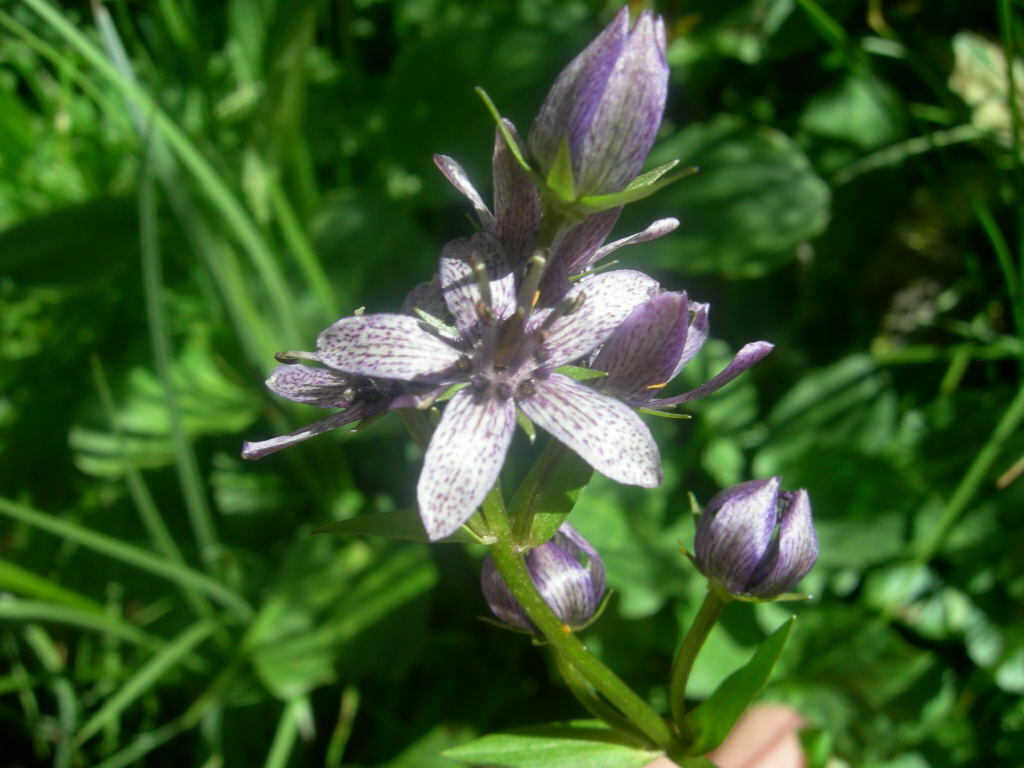 felwort from Summit County, UT, USA on August 9, 2006 at 10:15 AM by ...