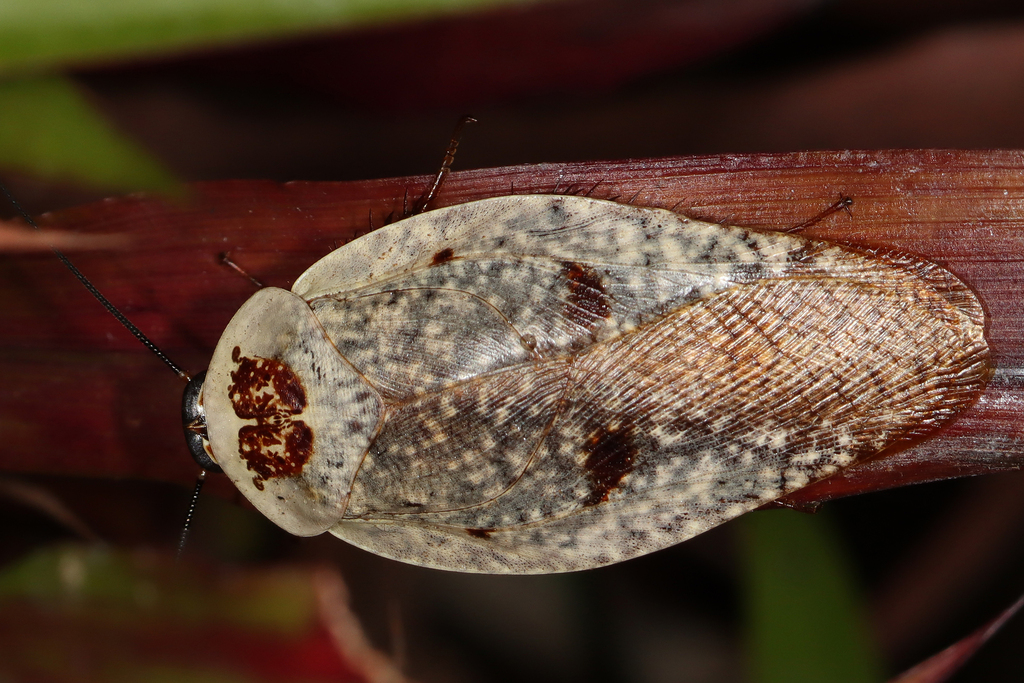 Ghost Porcelain Roach from Chimanimani NP on December 10, 2023 by Martin Mandák · iNaturalist