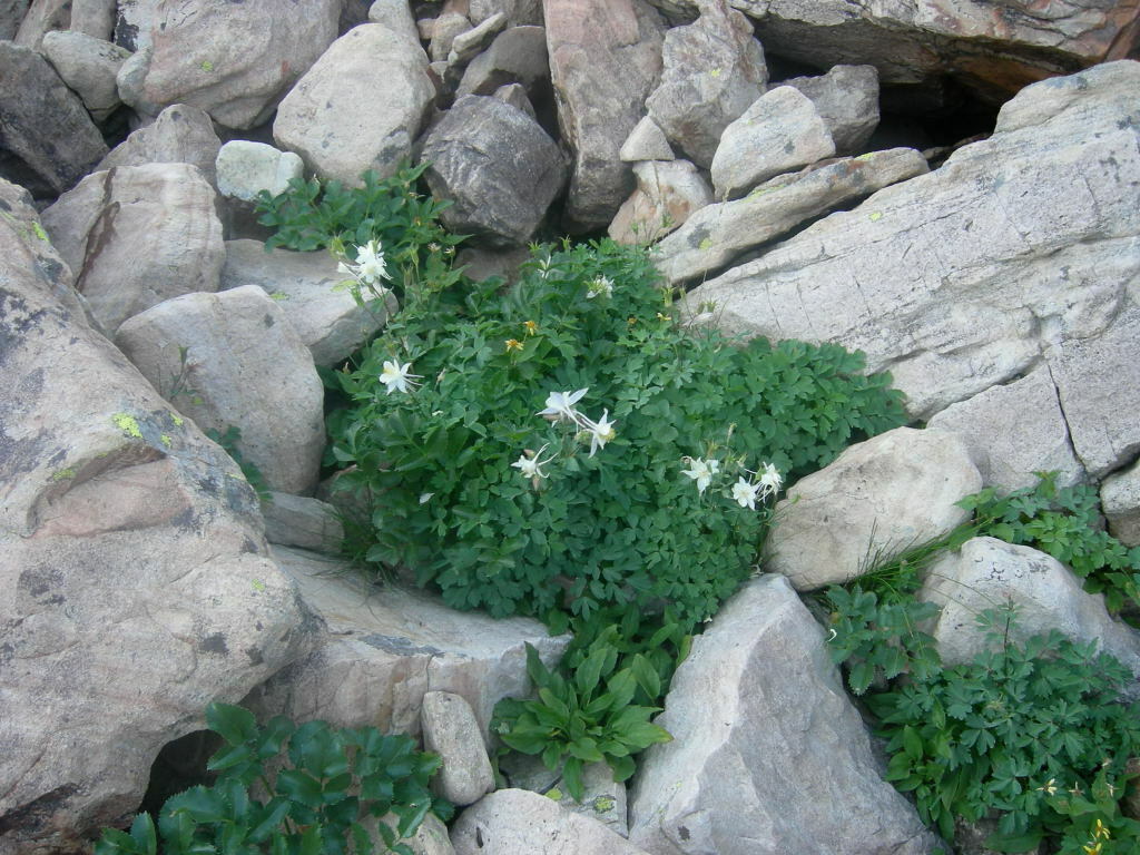 blue columbine from Summit County, UT, USA on August 9, 2006 at 04:37 ...