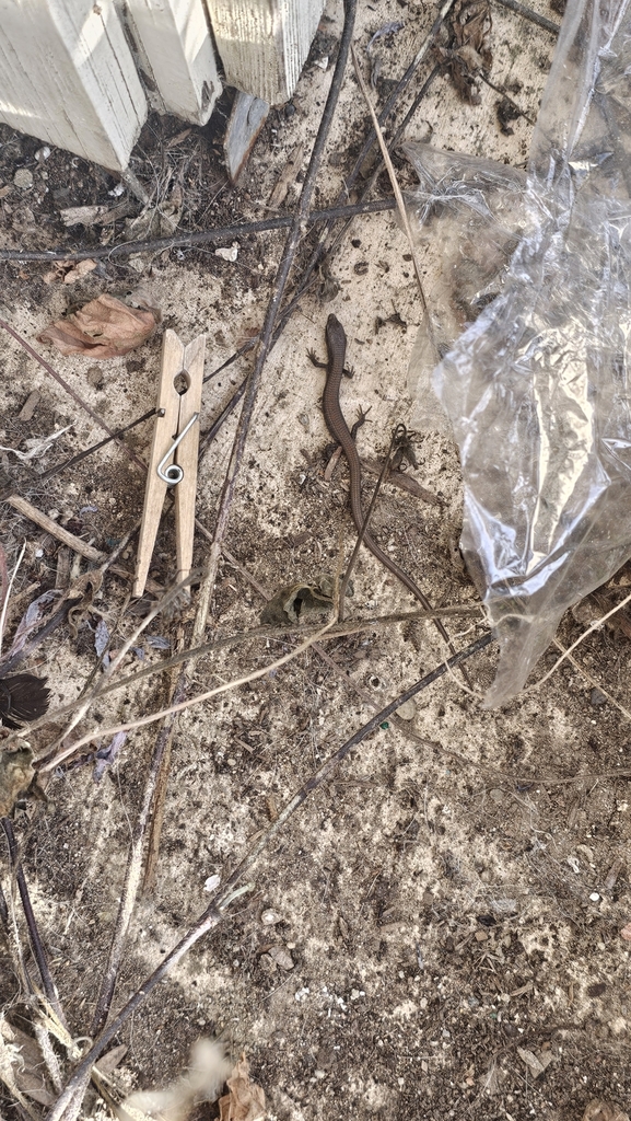 Southern Alligator Lizard from Vista, CA, USA on January 15, 2024 at 09 ...