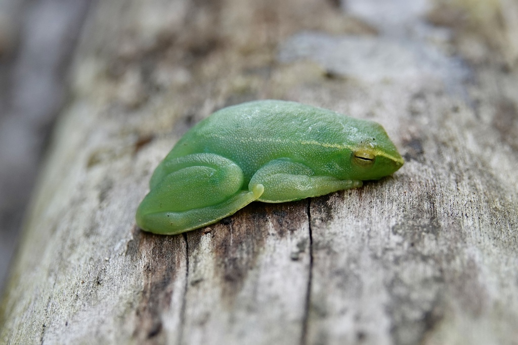Greater Hatchet-faced Tree Frog from Mapiripán, Meta, Colombia on ...
