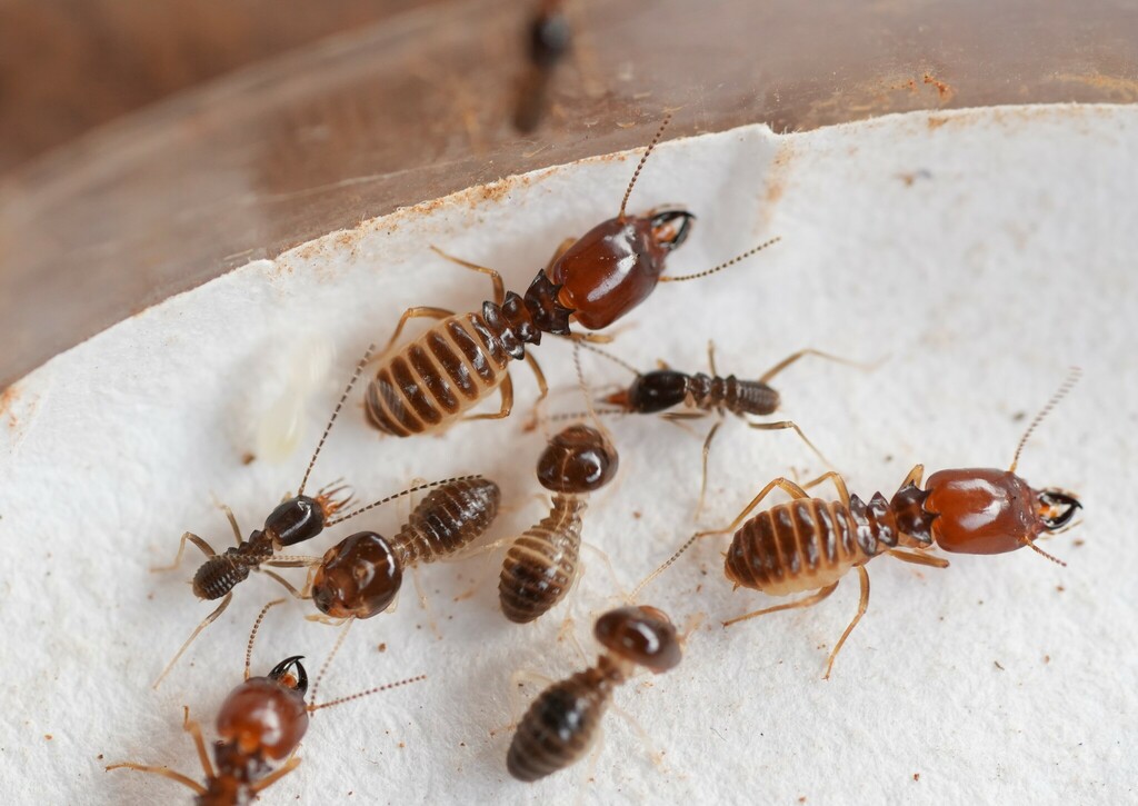 Pseudacanthotermes spiniger from Nguinda, Camerun on November 29, 2022 ...