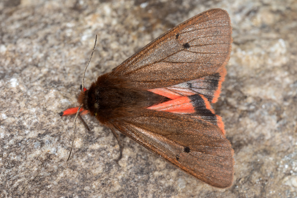 Ruby Tiger Moth from 84 Landshut, Deutschland on August 23, 2020 at 10: ...