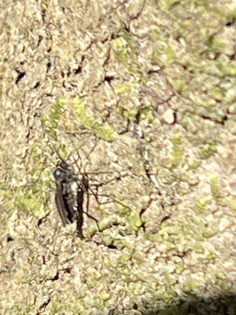 Gnats and Allies from Pamela Dr, Vidalia, GA, US on January 15, 2024 at ...