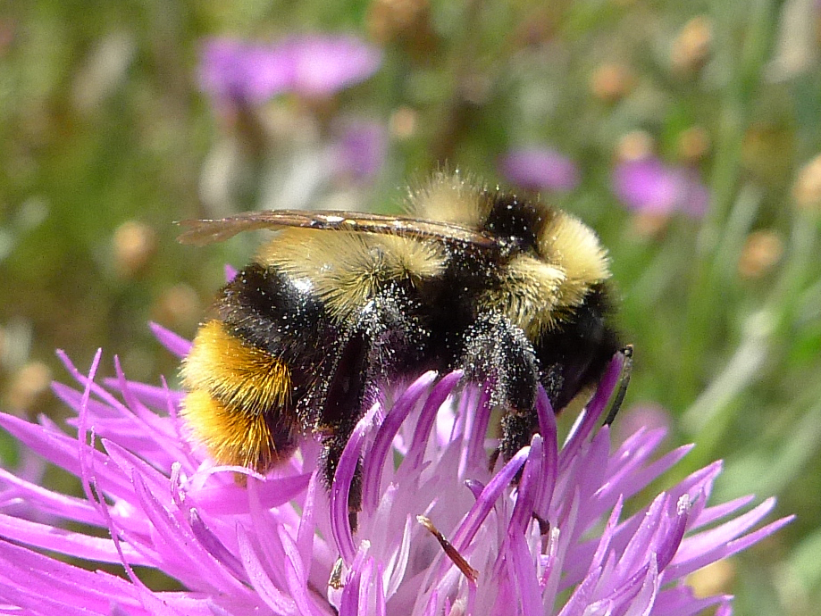Cullum's Bumble Bee from Луховицкий р-н, Московская обл., Россия on ...