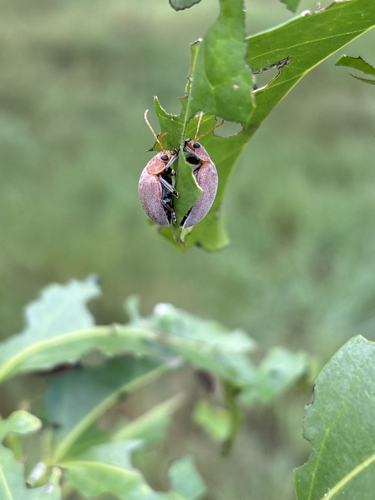 Menippus cynicus from Woolshed Creek Rd, Tallegalla, QLD, AU on January ...