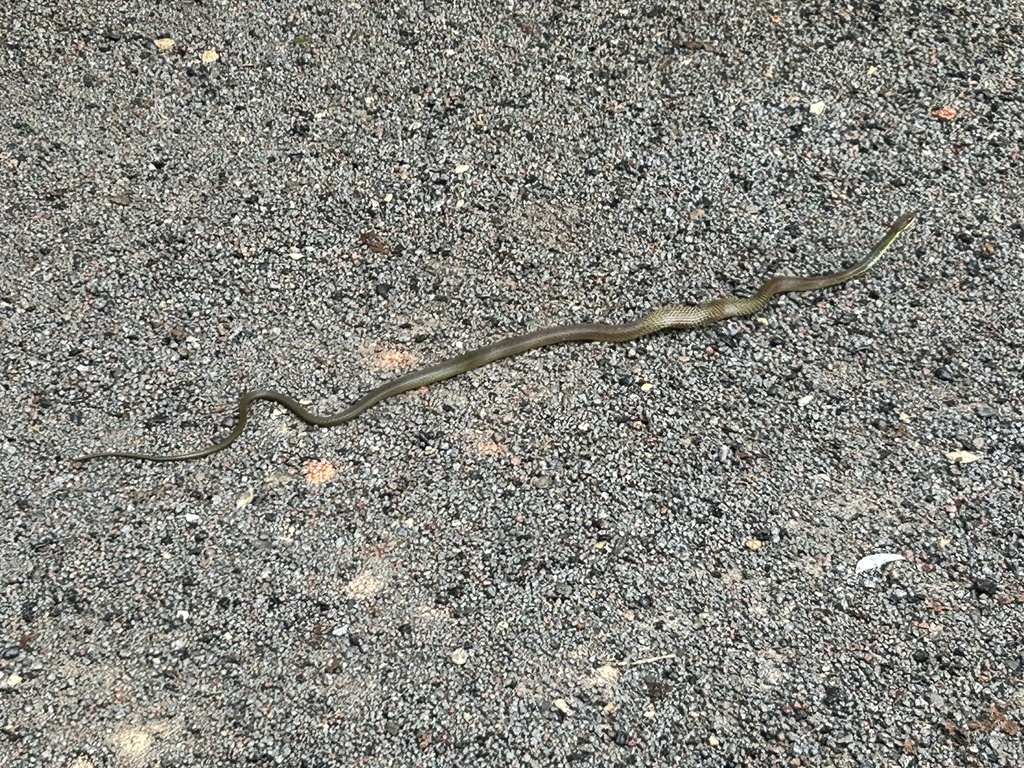 Forest Racers from Quito, Pichincha, EC on January 15, 2024 at 04:59 PM ...
