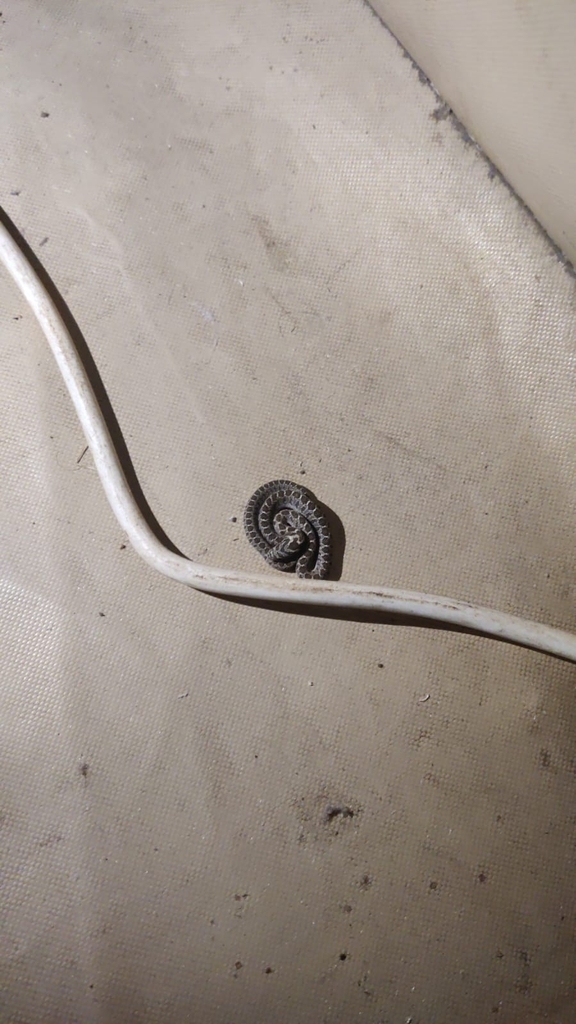 Egg-eating Snake from Ikoma, Tanzanie on November 10, 2023 at 08:00 PM ...