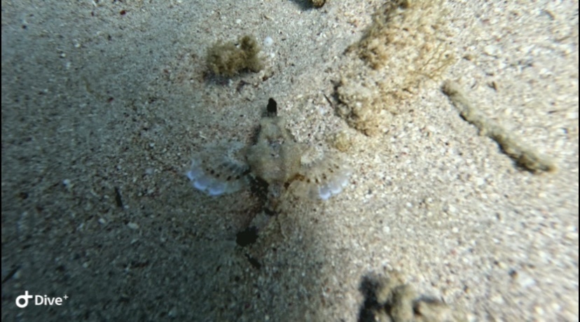 Dragon Seamoth in January 2024 by Neo Channing · iNaturalist