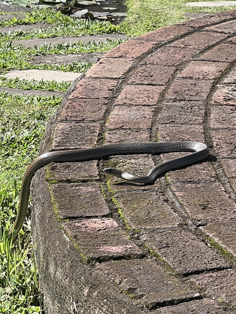 Indo-Chinese Rat Snake in January 2024 by Naomi Lear · iNaturalist