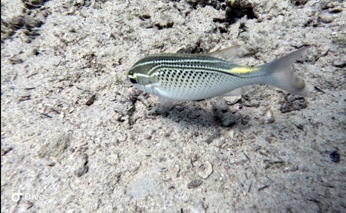 Arabian Monocle Bream from Gulf of Aqaba, South Sinai, EG on January 15 ...