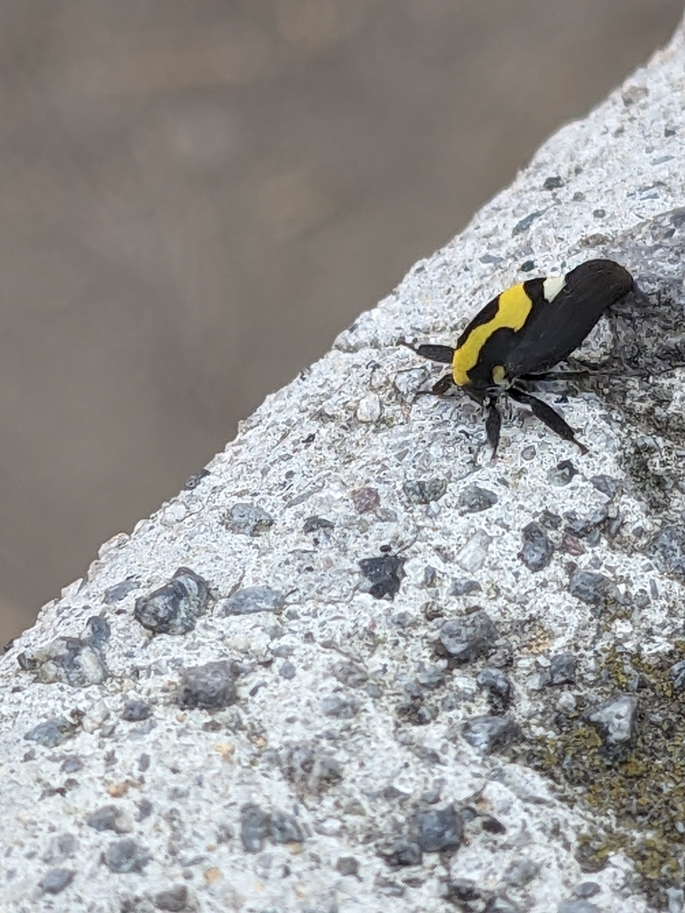 Mexican Treehopper from Nueva Rosario, 02128 Ciudad de México, CDMX ...