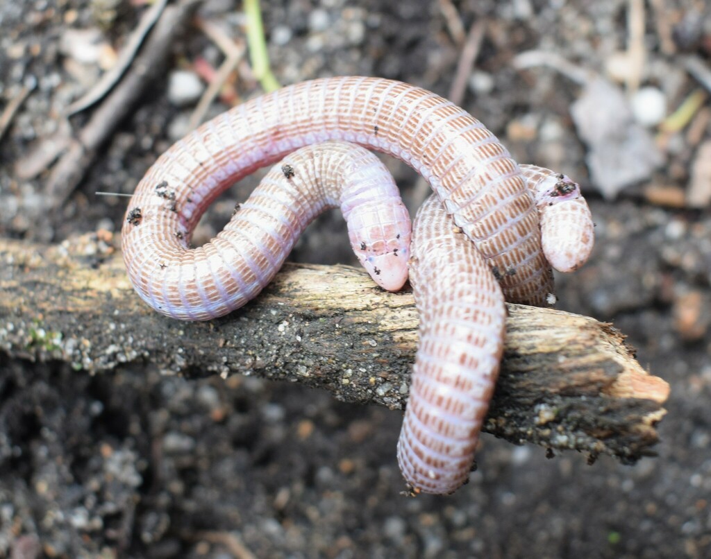 Southwest Iberian Worm Lizard from Parque da Paz - Almada on January 15 ...