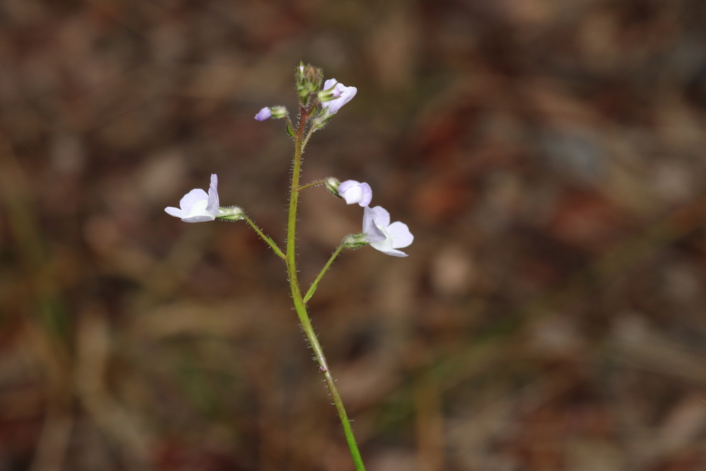 Florida toadflax in January 2024 by Hamilton · iNaturalist