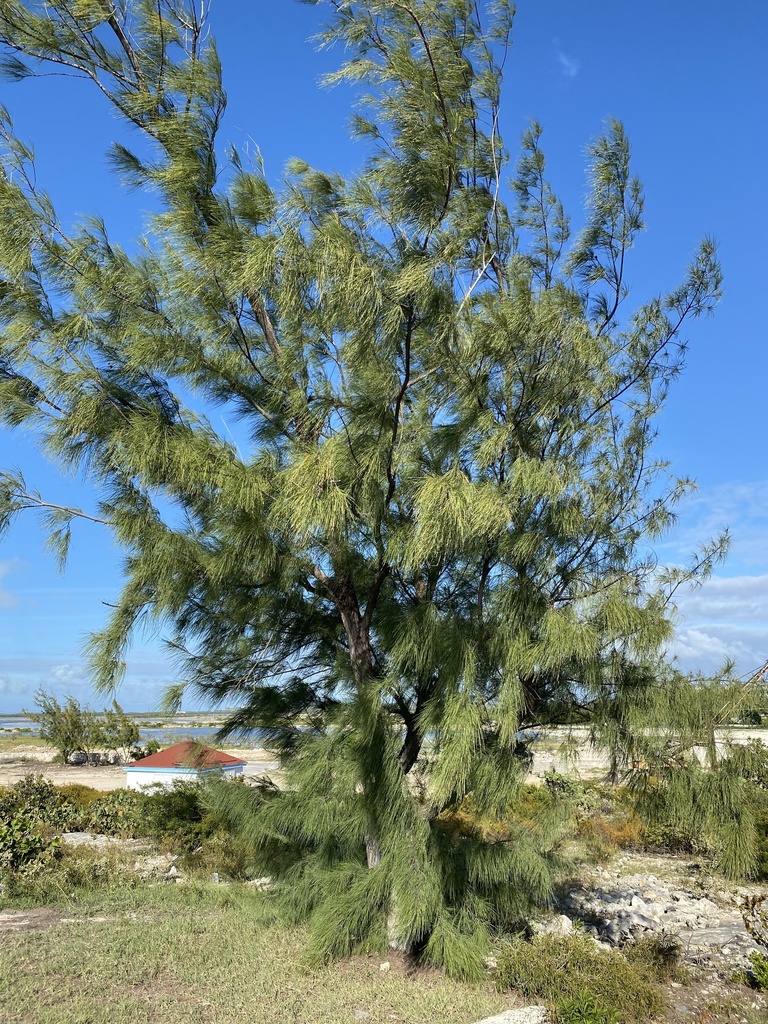 Beach Sheoak from North Atlantic Ocean, TC on January 15, 2024 at 02:58 ...