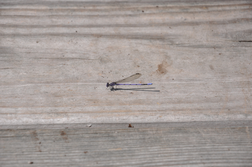 Violet Dancer from Madison, NH, USA on August 17, 2013 at 02:19 AM by ...