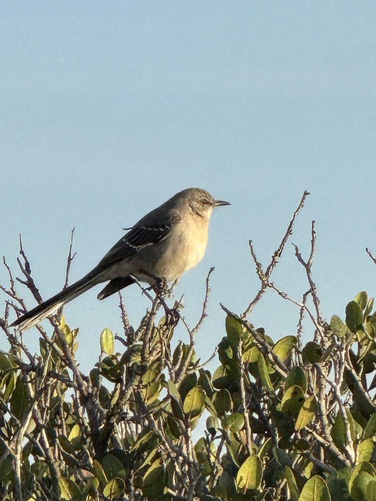Northern Mockingbird from Del Vino Ct, San Diego, CA, US on January 15 ...