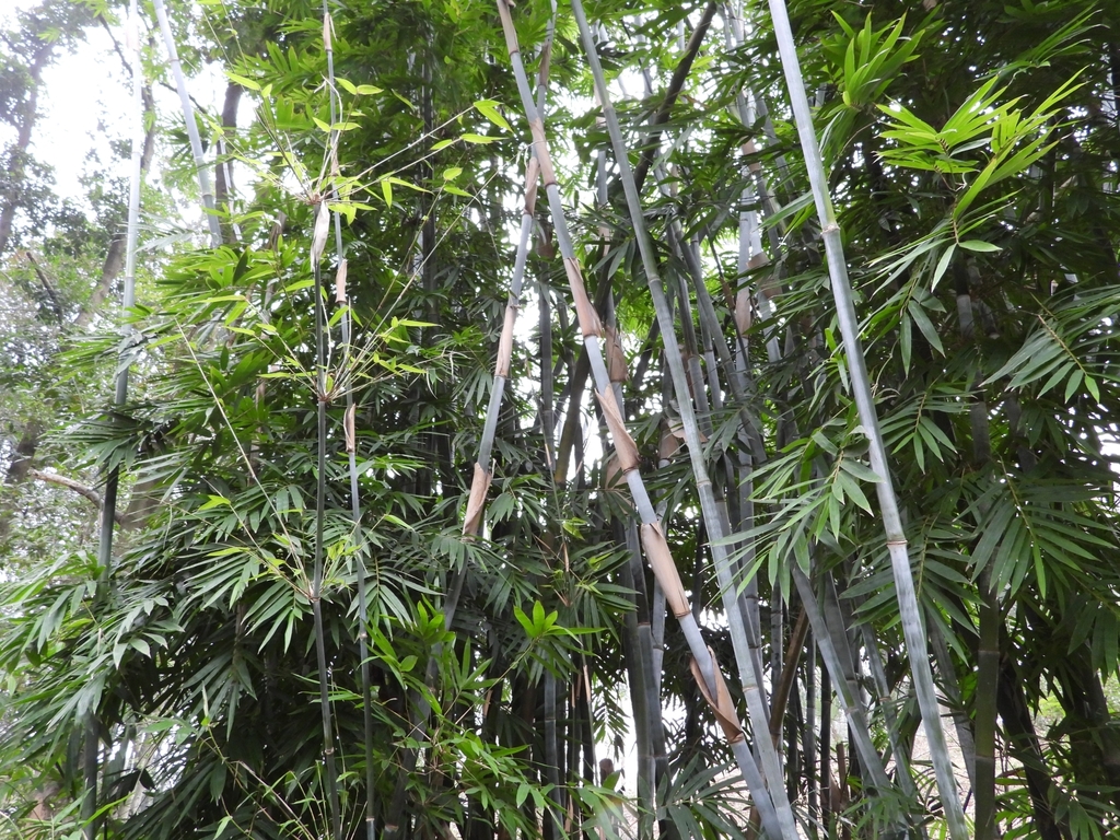 White Bamboo from 湖南省森林植物园 on January 15, 2024 at 04:18 PM by 小果娭毑 ...