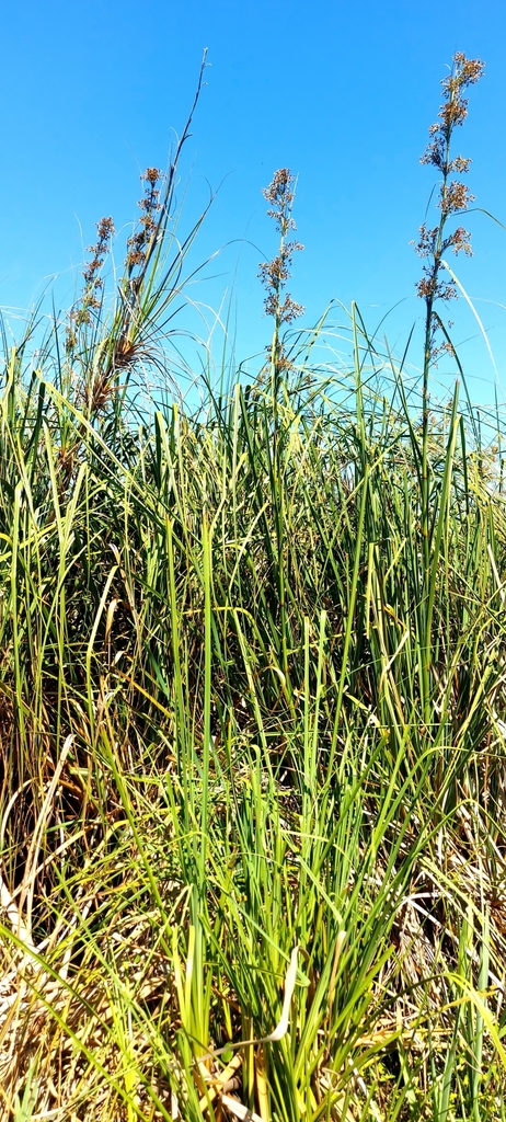 Swamp Sawgrass from 27200 Departamento de Rocha, Uruguay on January 15 ...