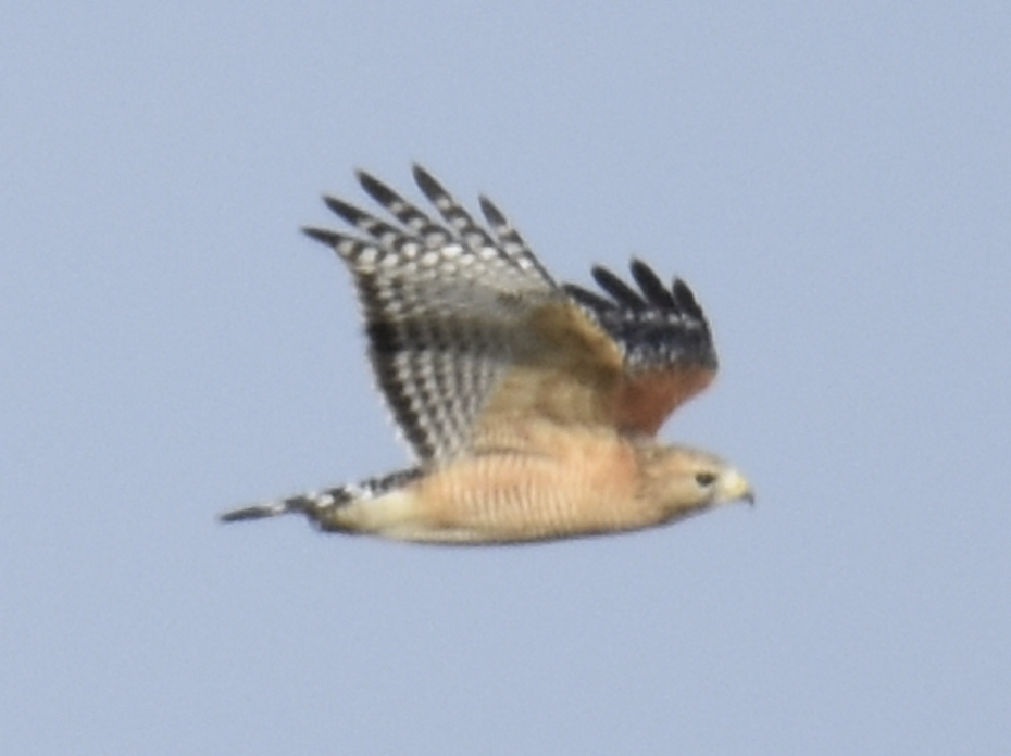 Red-shouldered Hawk from Holy Cross, New Orleans, LA 70117, USA on ...
