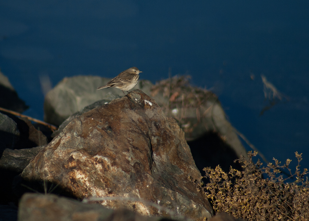American Pipit from Point Loma, San Diego, CA, USA on January 13, 2024 ...