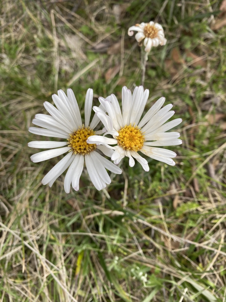 Celmisia tomentella from Alpine National Park, Dinner Plain, VIC, AU on ...