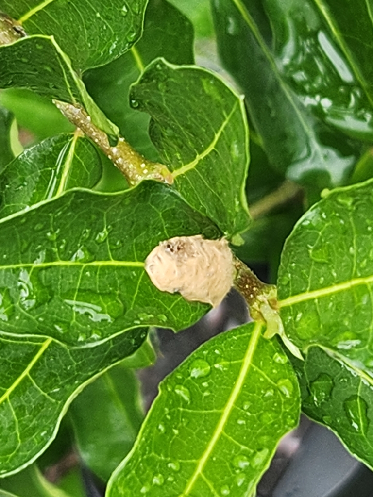 Something from Ipswich on January 16, 2024 at 11:58 AM by Trace Russell ...