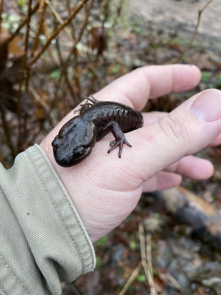 Northwestern Salamander from Cougar Mountain Regional Wildland Park ...