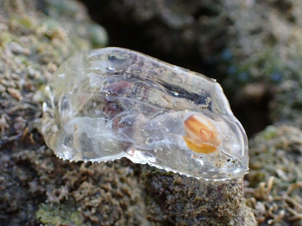 Typical Salps from Abra de Ilog, Occidental Mindoro, Philippines on ...