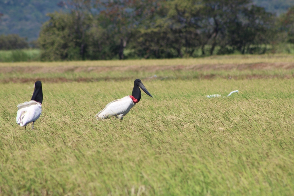 Jabiru from 9MM8+978 Parque Nacional Palo Verde, Provincia de ...