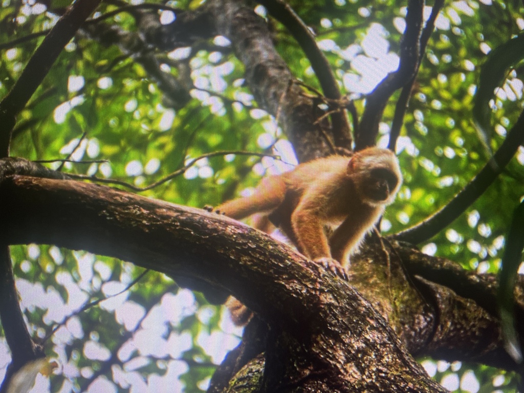 Trinidad White-fronted Capuchin in June 2015 by Jared de Silva ...