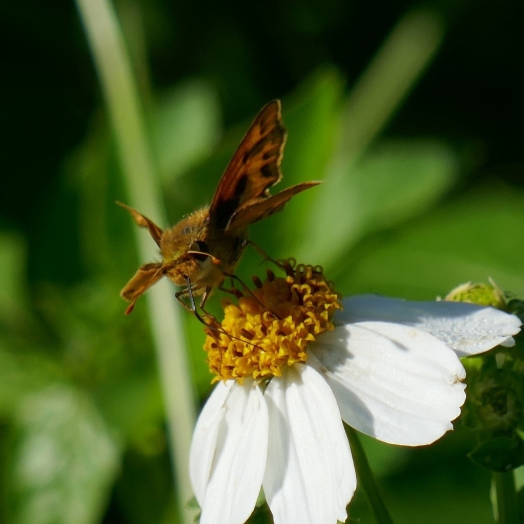 Fiery Skipper in January 2024 by DV · iNaturalist