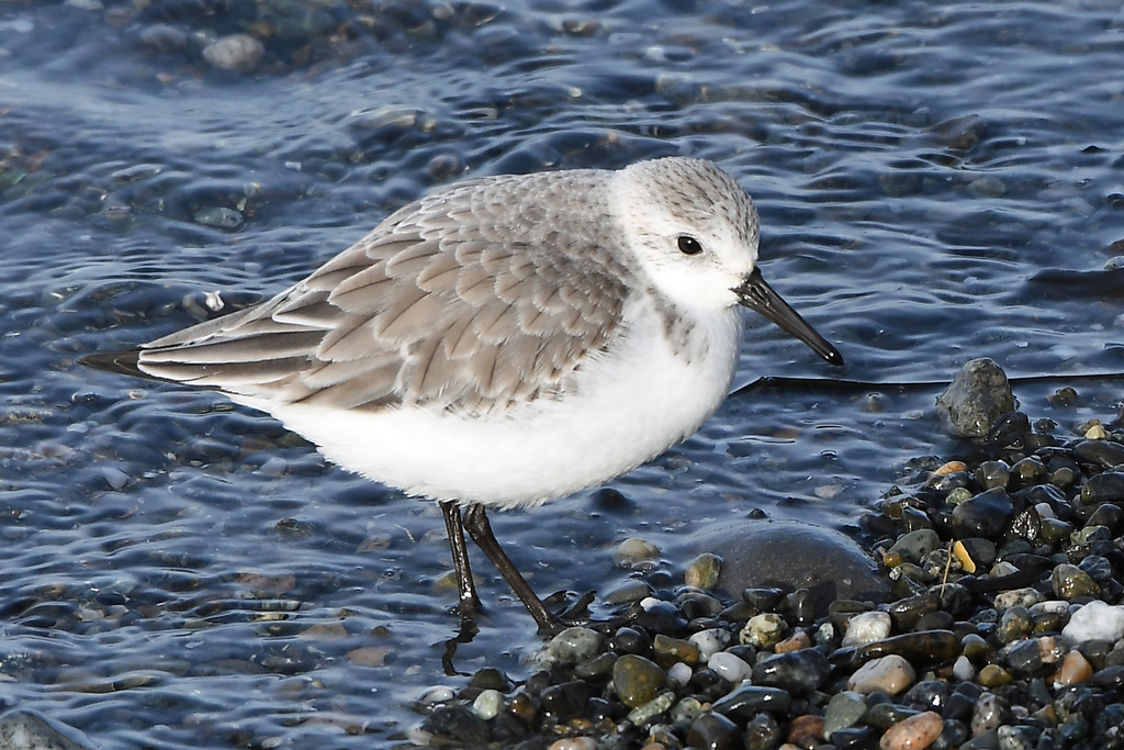 Sanderling from Island County, WA, USA on January 15, 2024 at 08:43 PM ...
