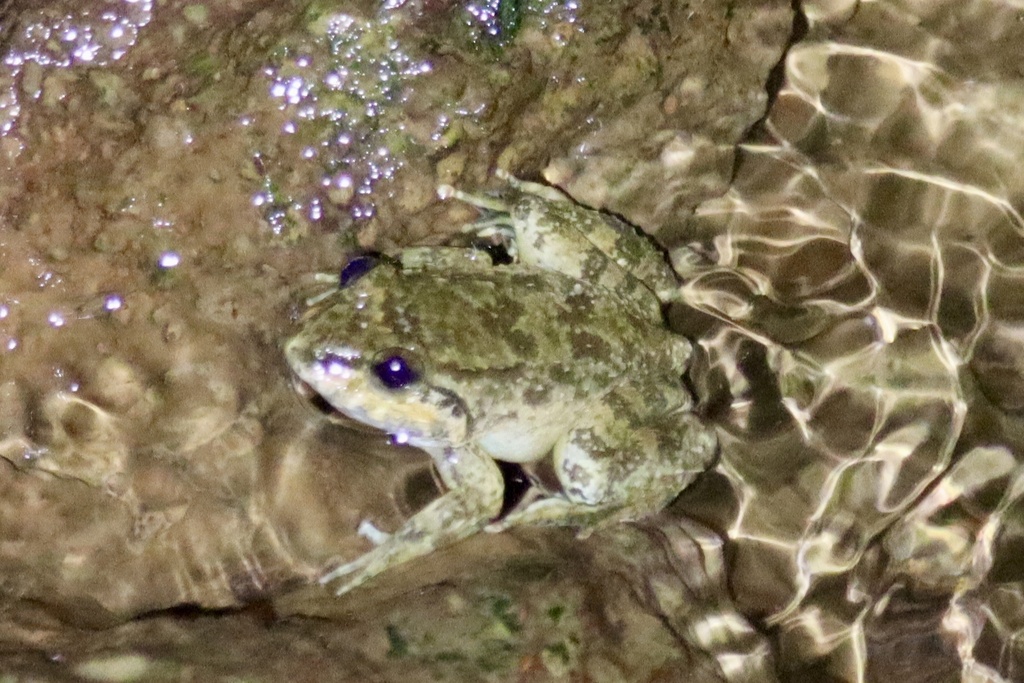 Dicroglossinae from Sumatra, Kabupaten Tapanuli Selatan, Sumatera Utara ...