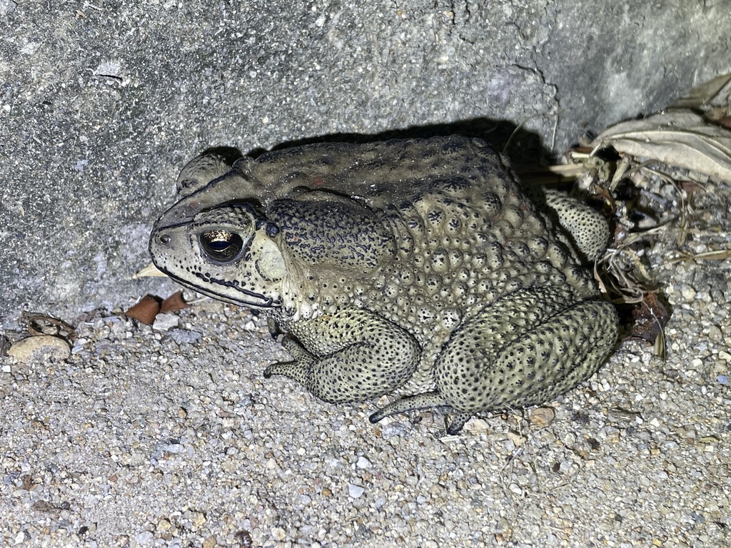 Asian Common Toad from Lai Son, Kien Hai, Kien Giang, VN on January 15 ...