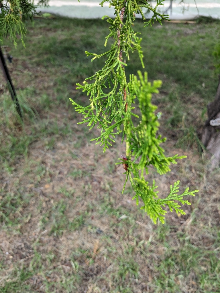 plants from Elsmore NSW 2360, Australia on January 16, 2024 at 05:13 PM ...