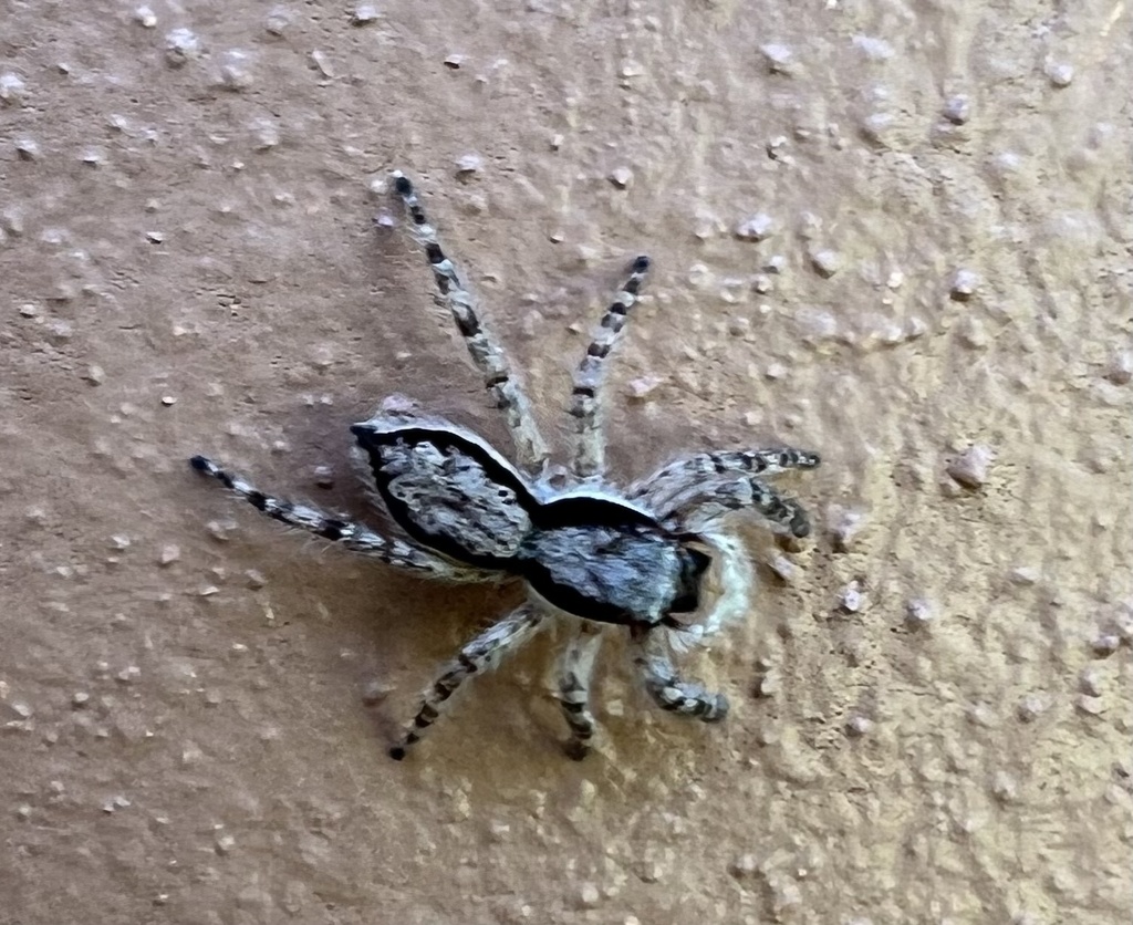 Gray Wall Jumping Spider from Guam, Talofofo, Guam, US on January 10 ...