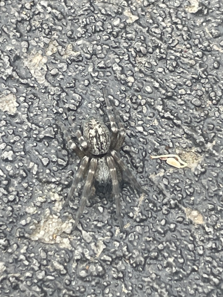 House Spiders from Upper Sweetwater Creek Reserve, Frankston South, VIC ...