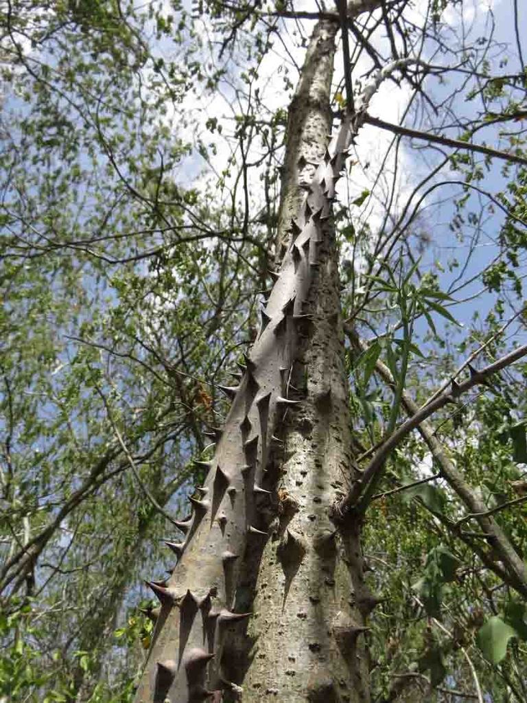 Pochote from Homun, Yucatán on May 10, 2015 by Alfredo Dorantes Euan ...